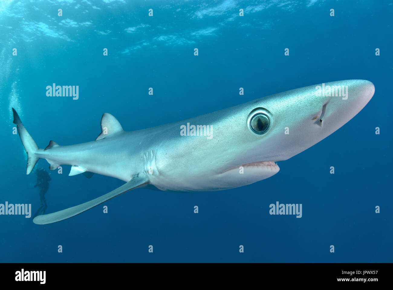 Blue shark - Cape of Good Hope South Africa Stock Photo - Alamy