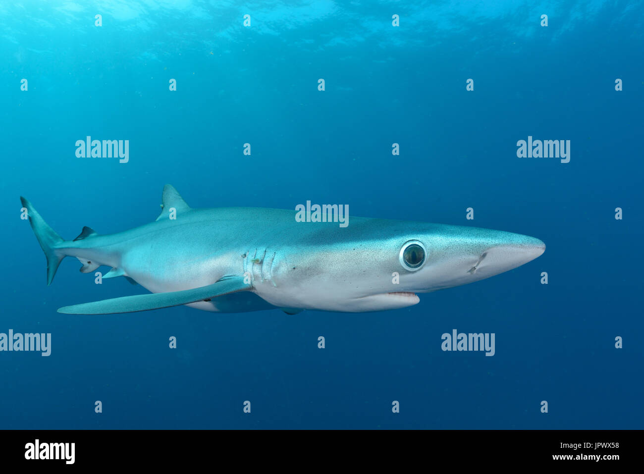 Blue shark - Cape of Good Hope South Africa Stock Photo - Alamy