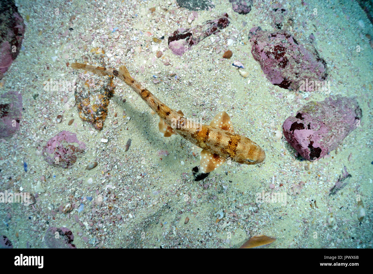 Puffadder shyshark hi-res stock photography and images - Alamy