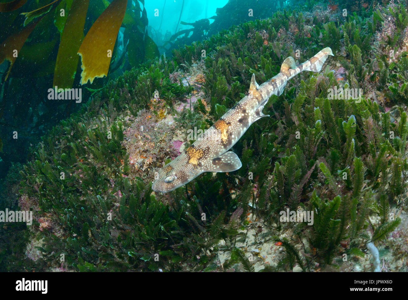 Puffadder Shyshark in Kelp forest - South Africa Stock Photo - Alamy