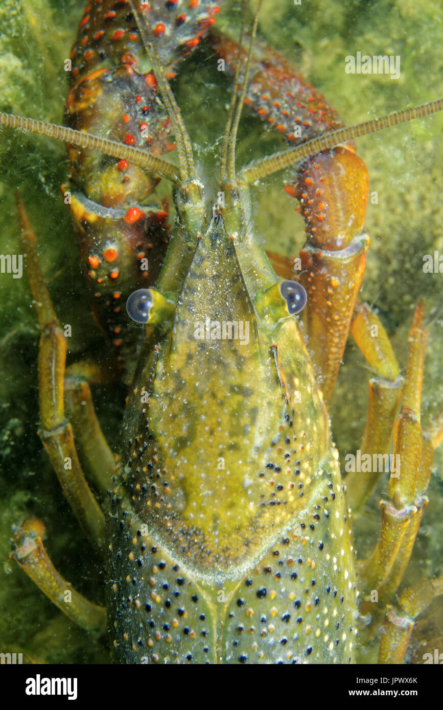 Red swamp crayfish hi-res stock photography and images - Alamy