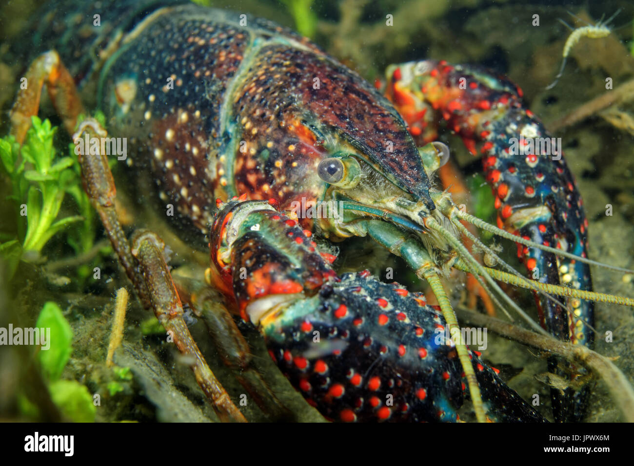Red Swamp Crayfish in water - Prairie Fouzon France Stock Photo - Alamy