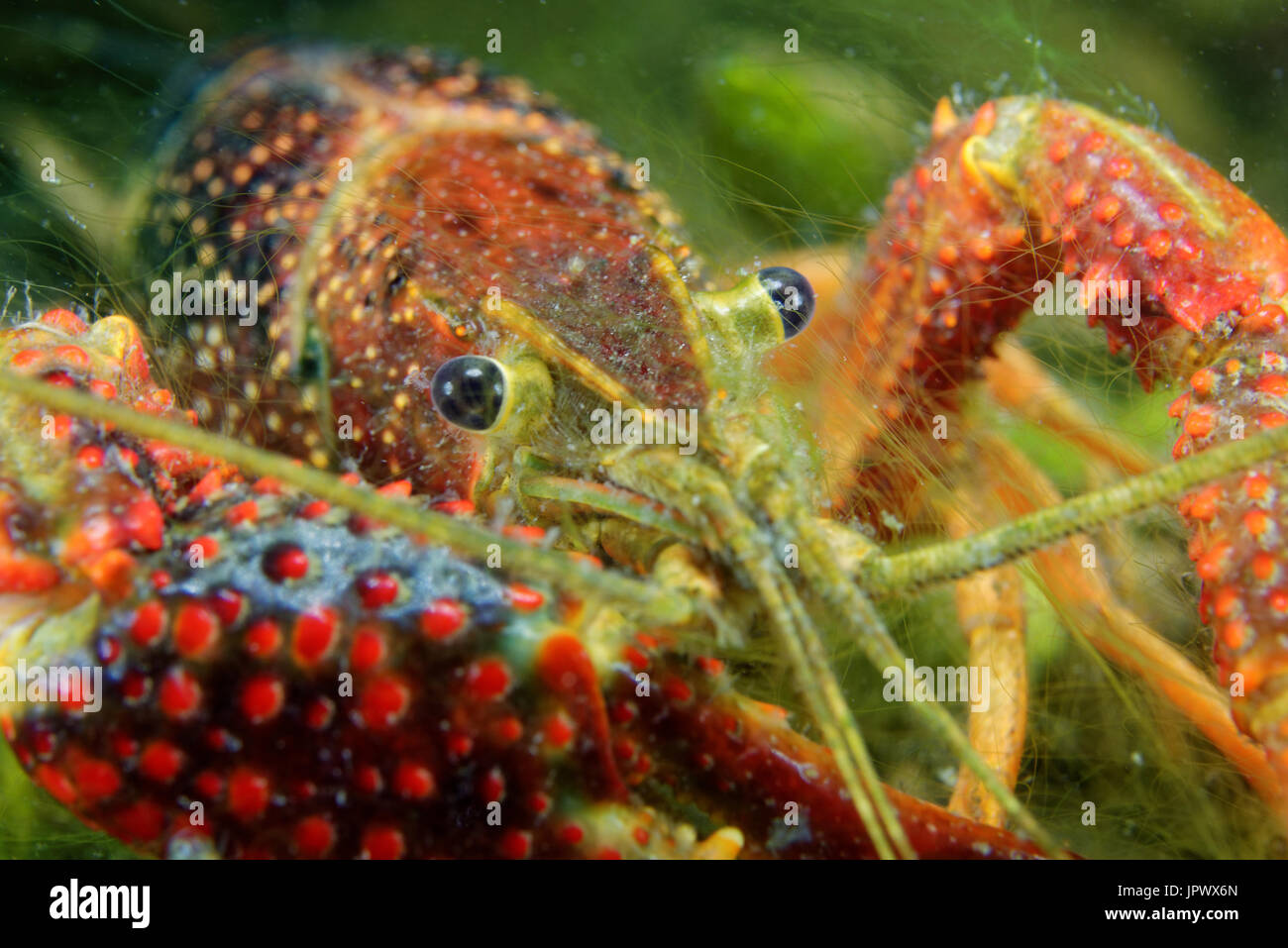 Portrait of Red Swamp Crayfish - Prairie Fouzon France Stock Photo - Alamy