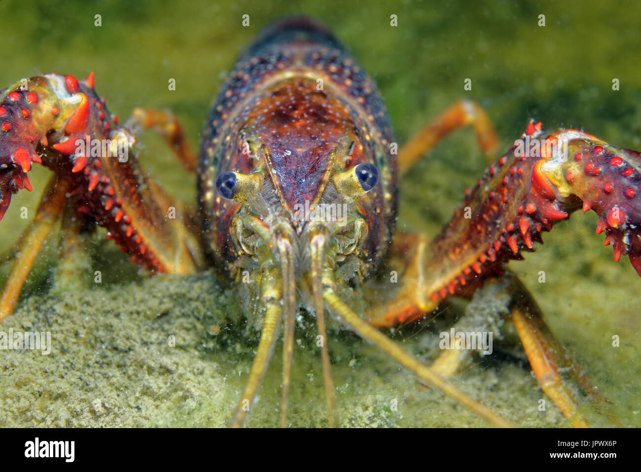Portrait of Red Swamp Crayfish - Prairie Fouzon France Stock Photo - Alamy