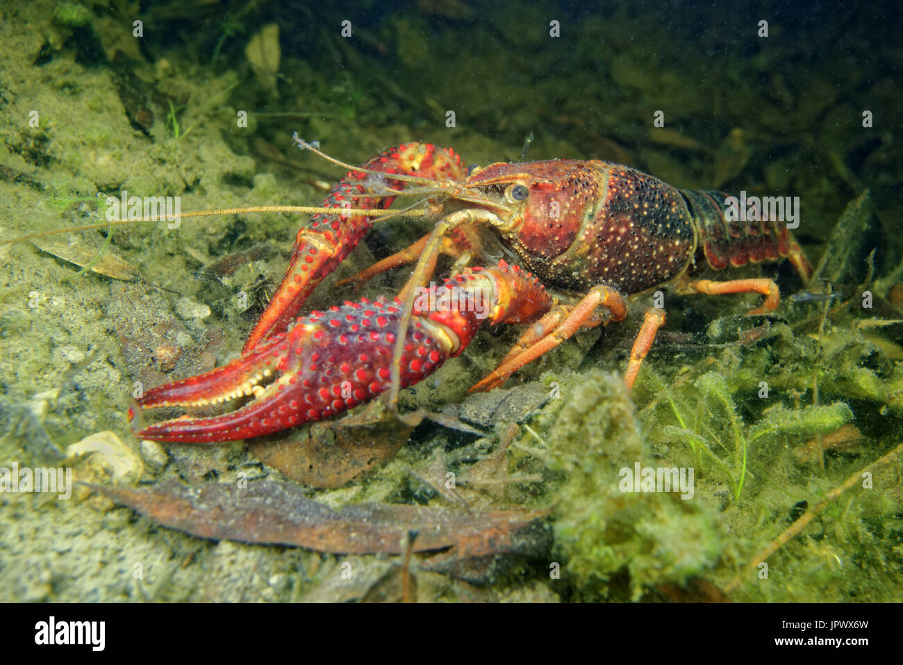 Red Swamp Crayfish in water - Prairie Fouzon France Stock Photo - Alamy