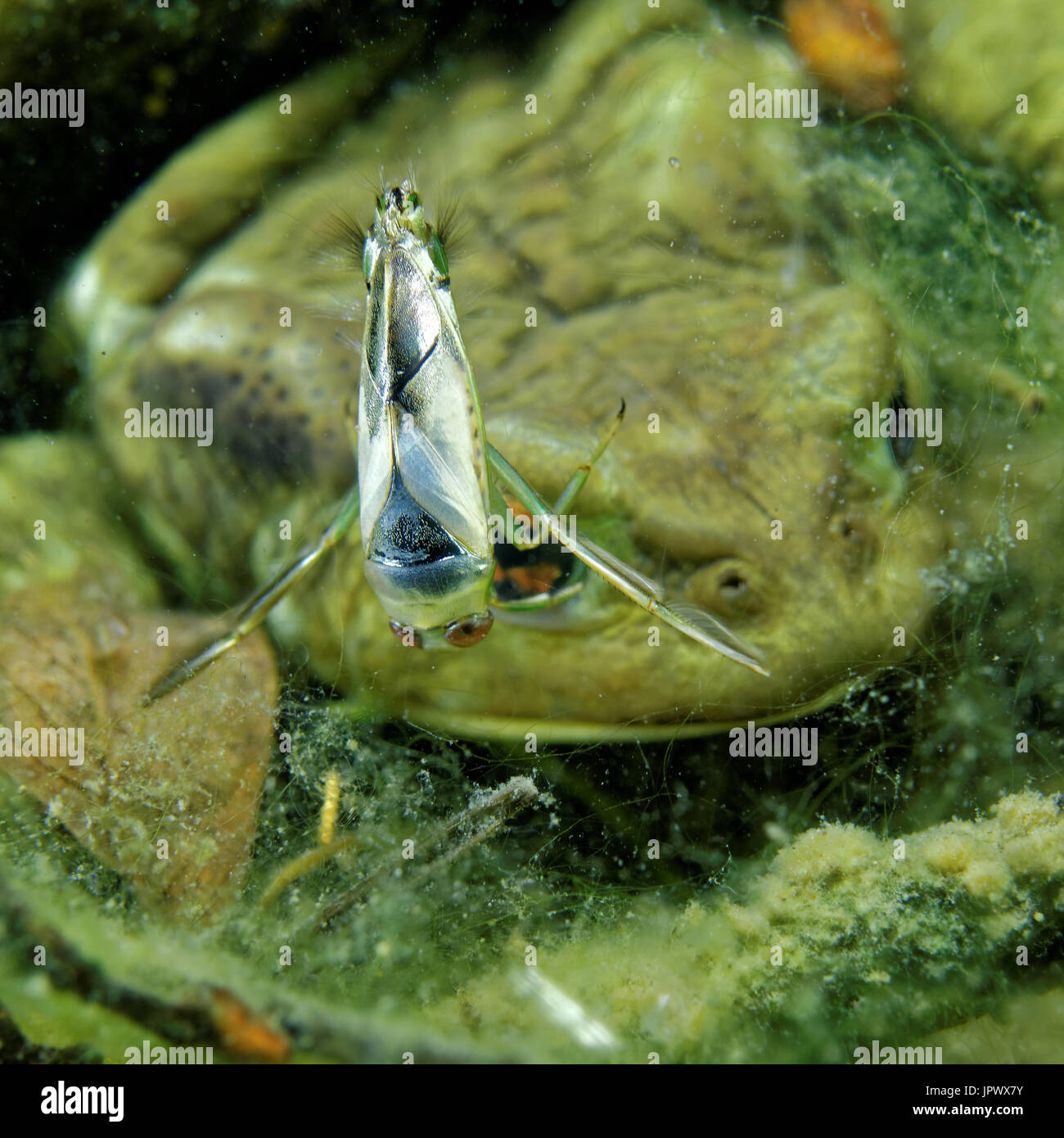 Backswimmer Notonecta Sp High Resolution Stock Photography and Images ...