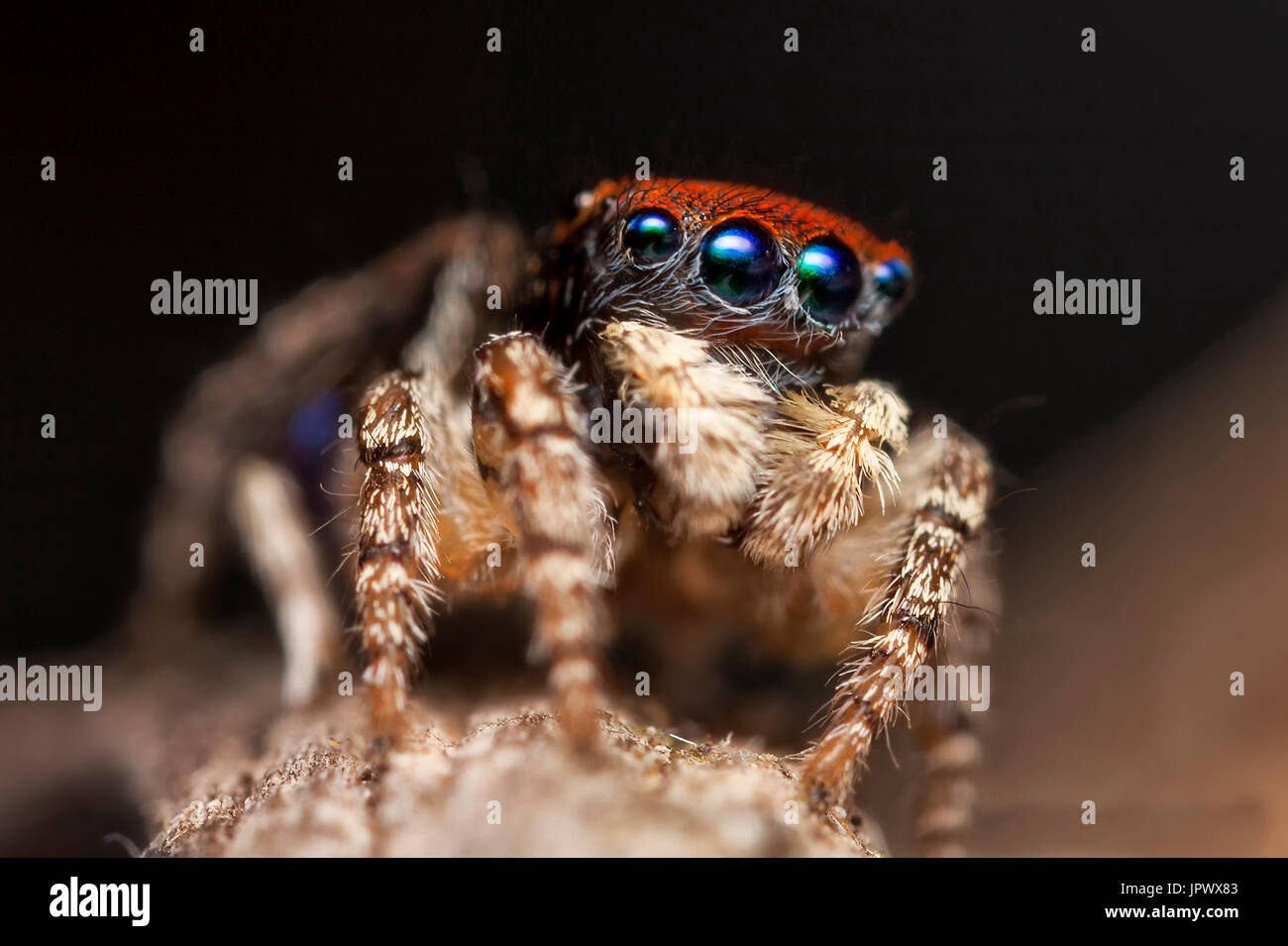 Peacock jumping spider hi-res stock photography and images - Alamy