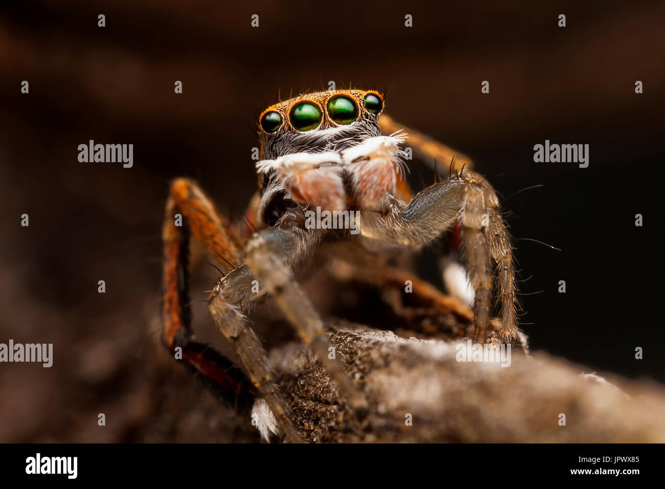 Male Peacock Jumping Spider - Australia Stock Photo - Alamy