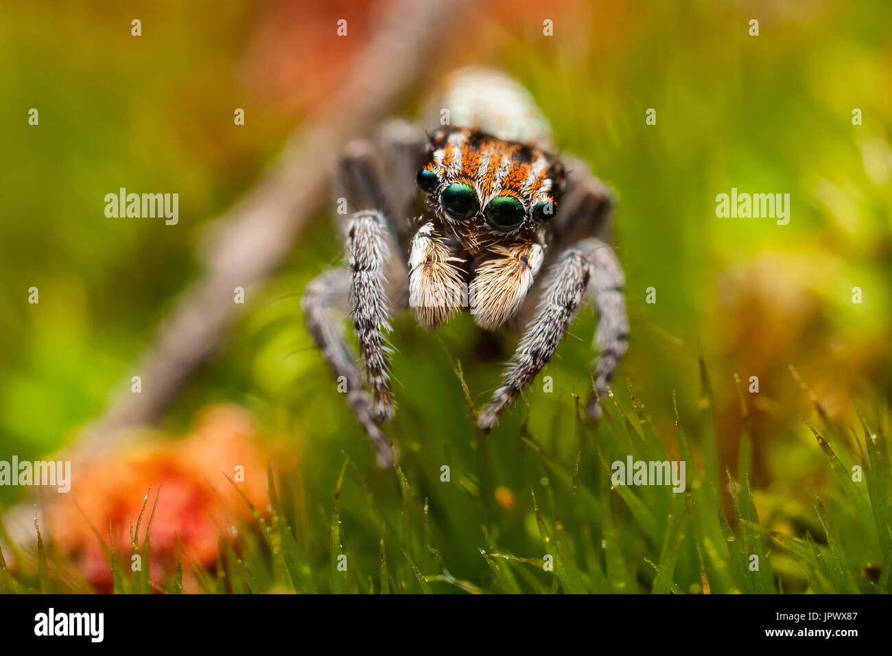 Male Peacock Jumping Spider - Australia Stock Photo - Alamy