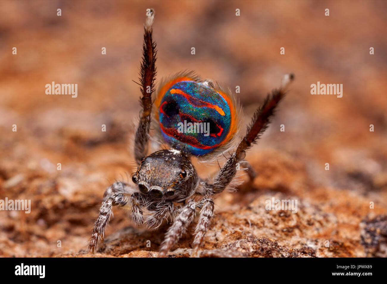 Male peacock spider showing his colorful abdomen - Australia Stock ...