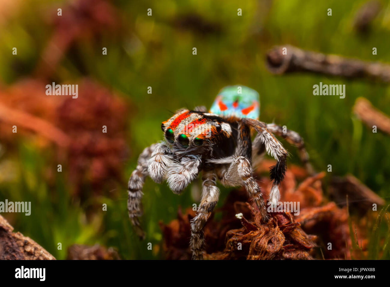 Australian Jumping spider - Australia Stock Photo - Alamy