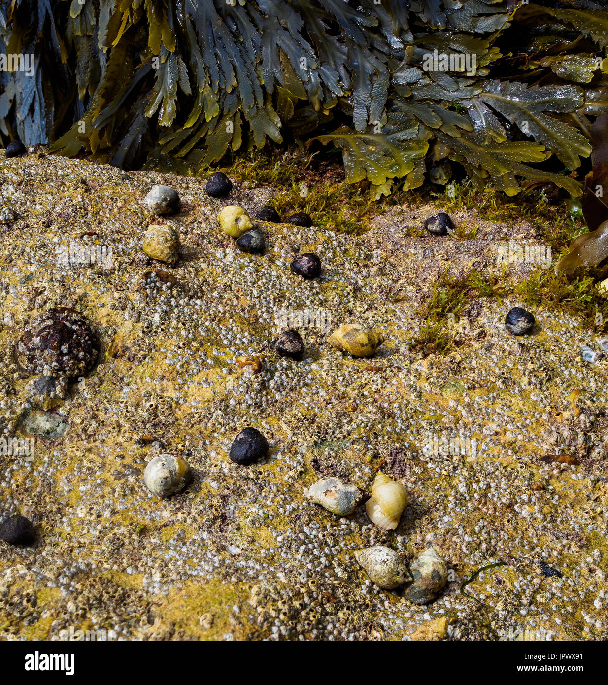 Sea snails on rocks hi-res stock photography and images - Alamy