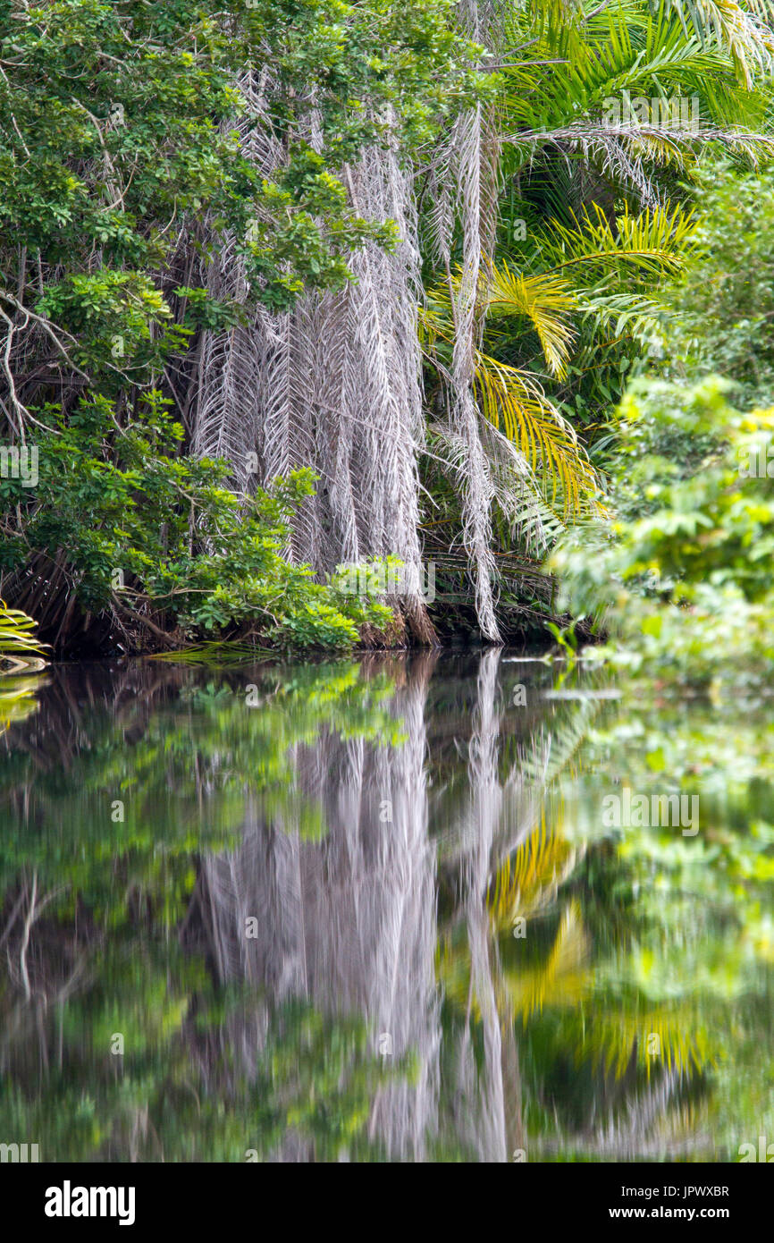 Marimbus do Remanso - Chapada Diamantina Bahia Brazil Stock Photo - Alamy