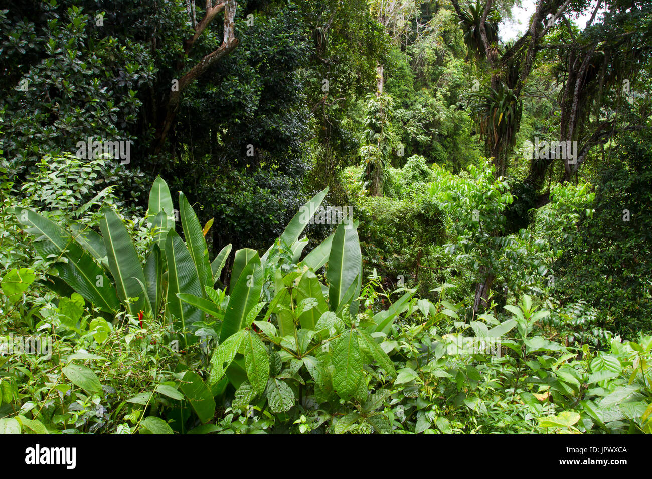 Atlantic forest - Bahia Brazil Stock Photo - Alamy