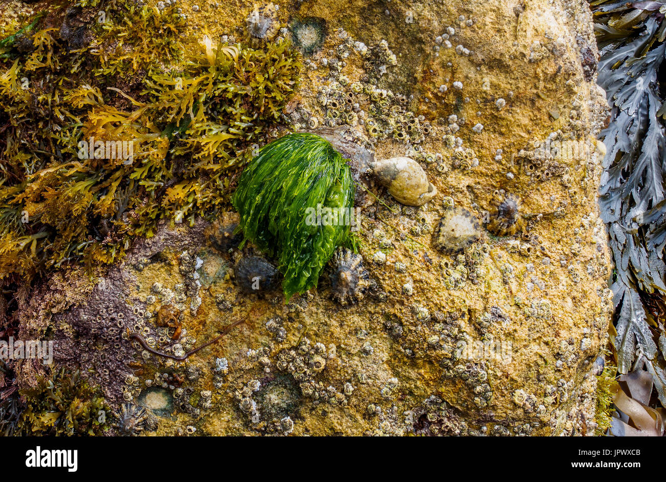 Life in rock pools hi-res stock photography and images - Alamy