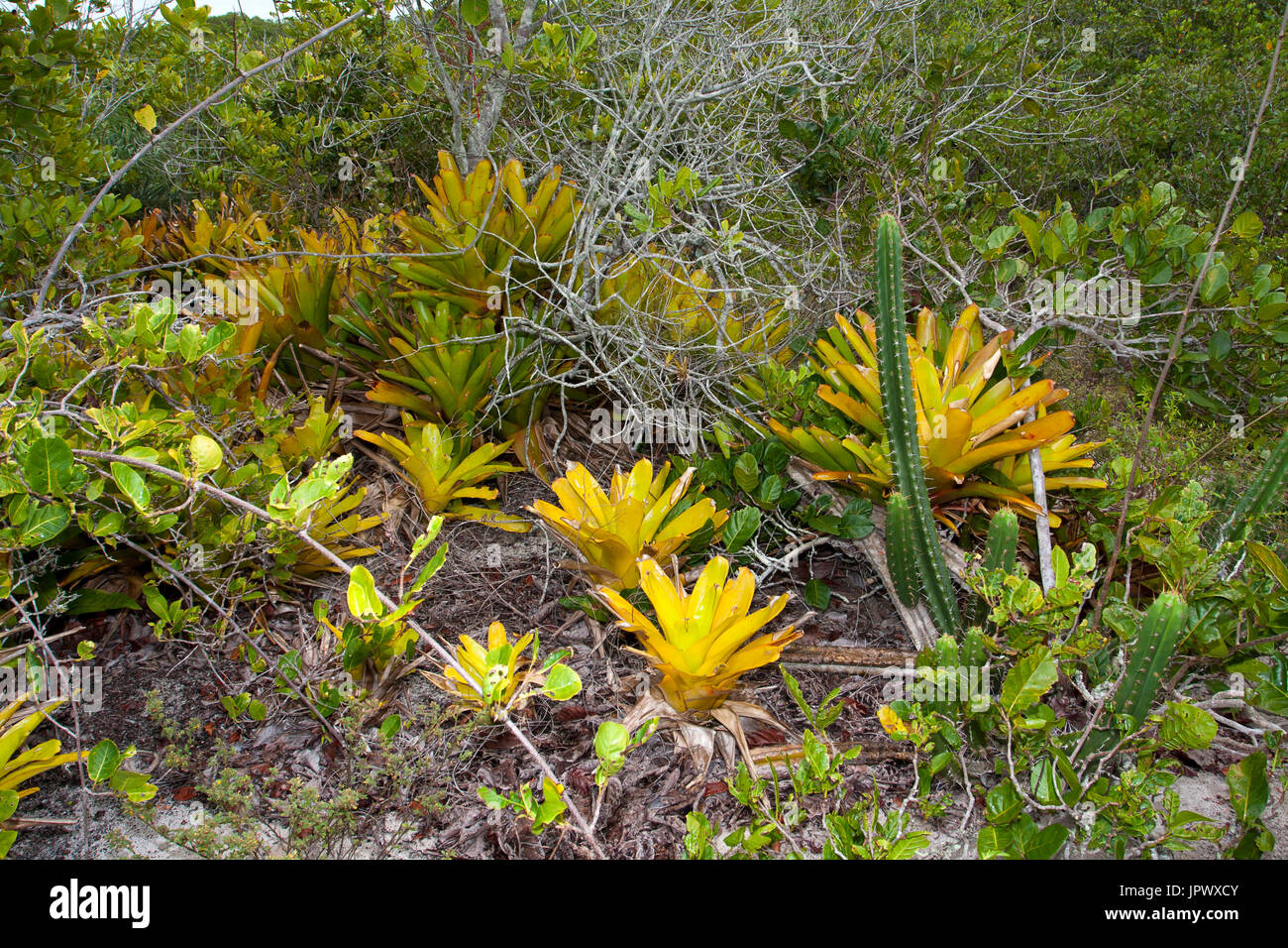 Vegetation Restinga - Bahia Brazil Monte Pascoal Stock Photo - Alamy