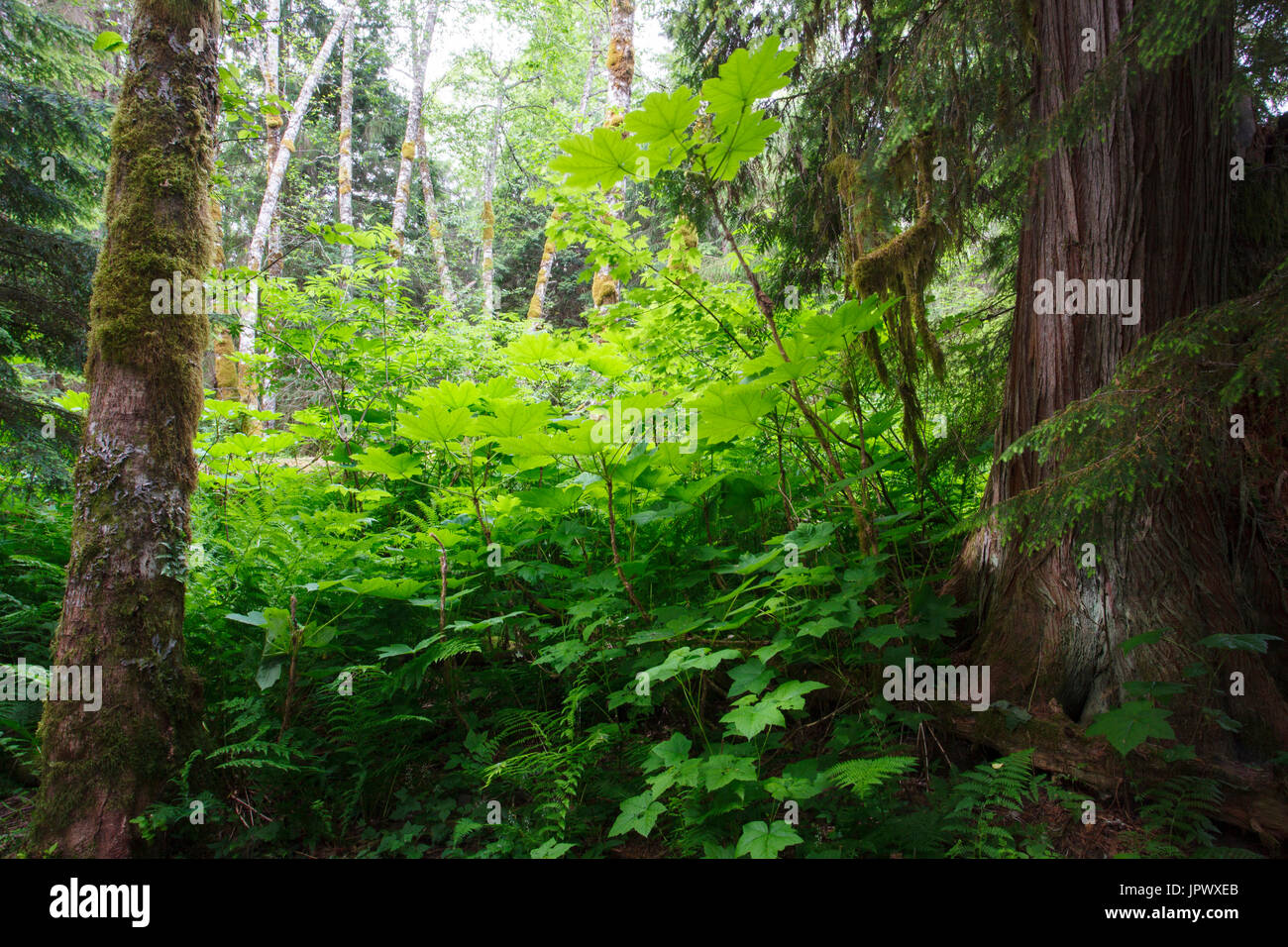 Temperate Rainforest - Lakelse British Columbia Canada Stock Photo - Alamy