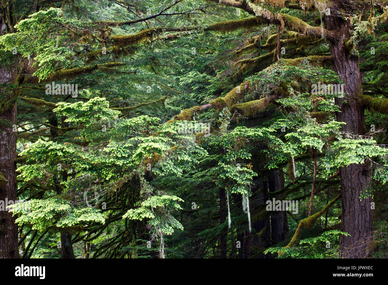 Temperate Rainforest - Exchamsiks British Columbia Canada Stock Photo ...