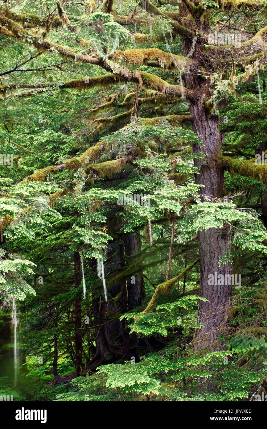 Temperate Rainforest - Exchamsiks British Columbia Canada Stock Photo ...