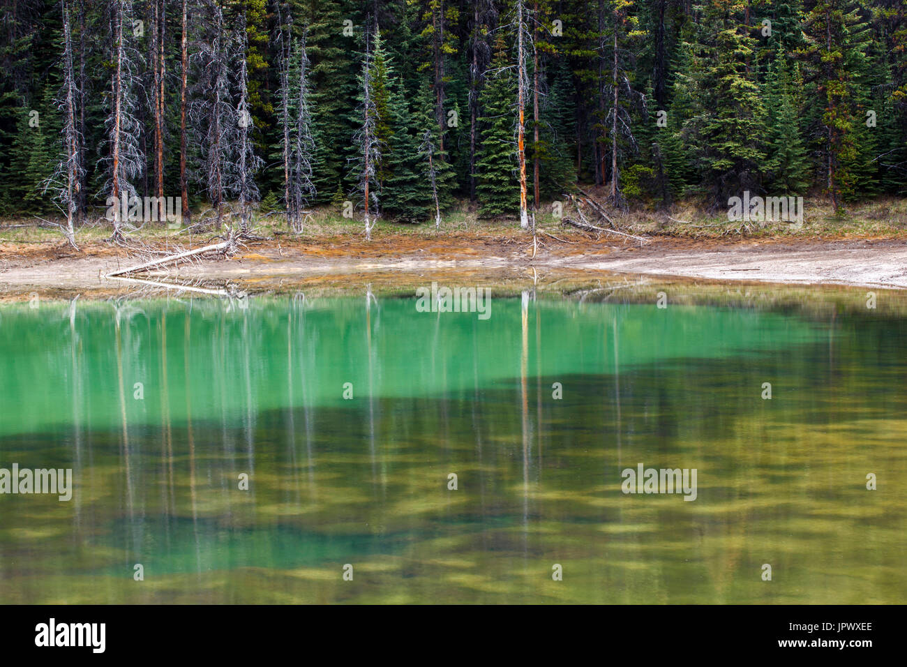 Lake Forest - Jasper Alberta Canada Stock Photo - Alamy