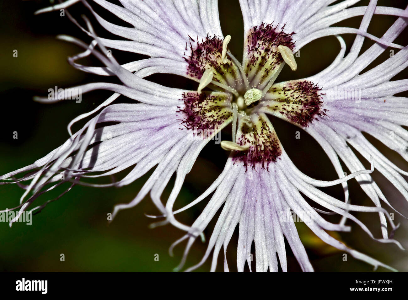 Fringed pink dianthus hyssopifolius hyssopifolius hi-res stock ...