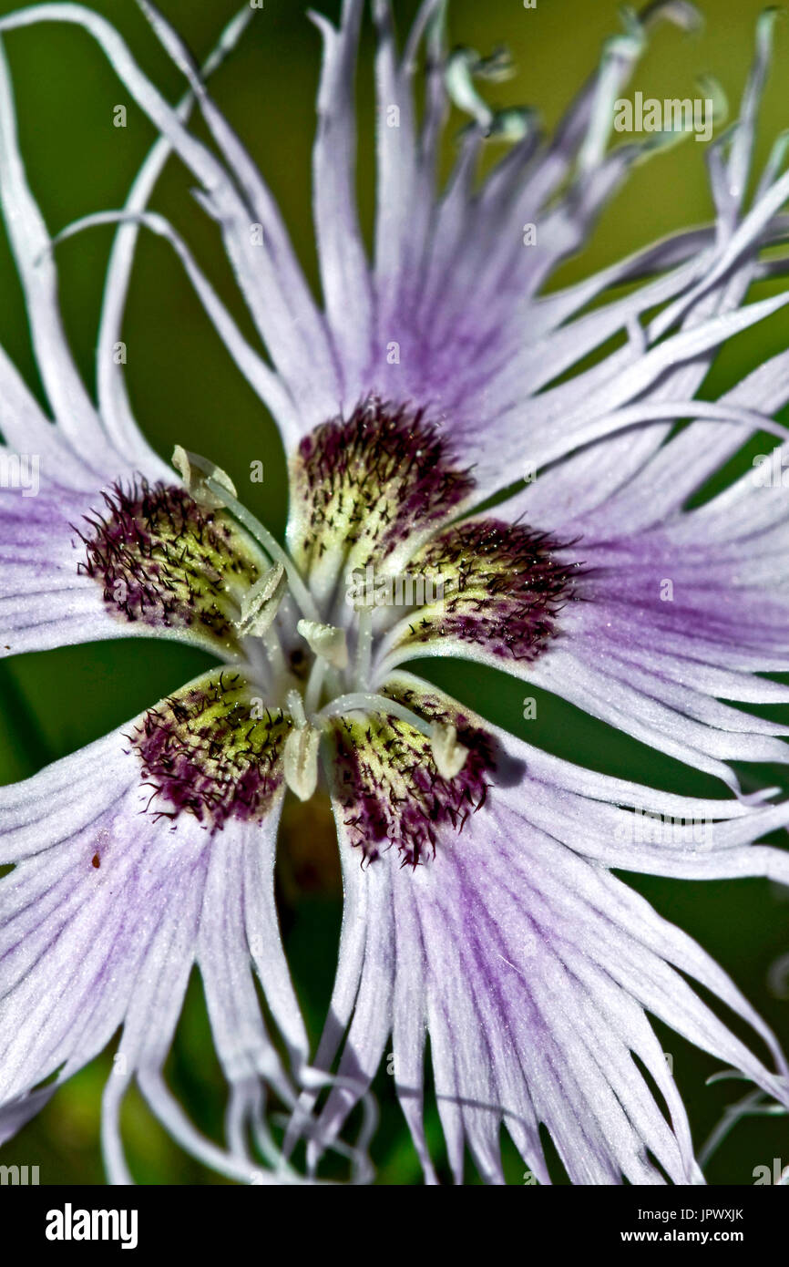 Fringed pink in bloom in Catalonia Spain Stock Photo - Alamy