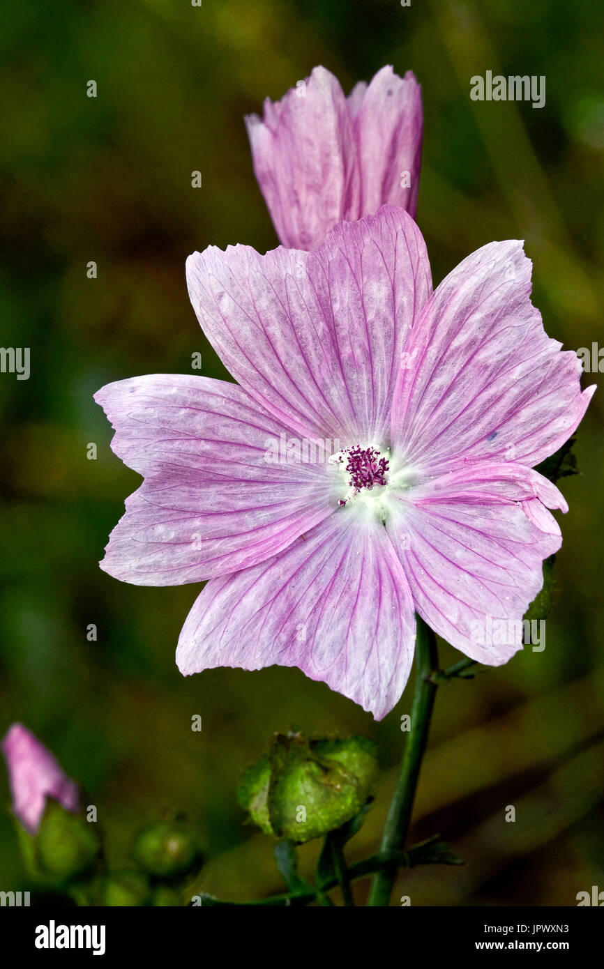 Wild Mallows Stock Photos & Wild Mallows Stock Images - Alamy