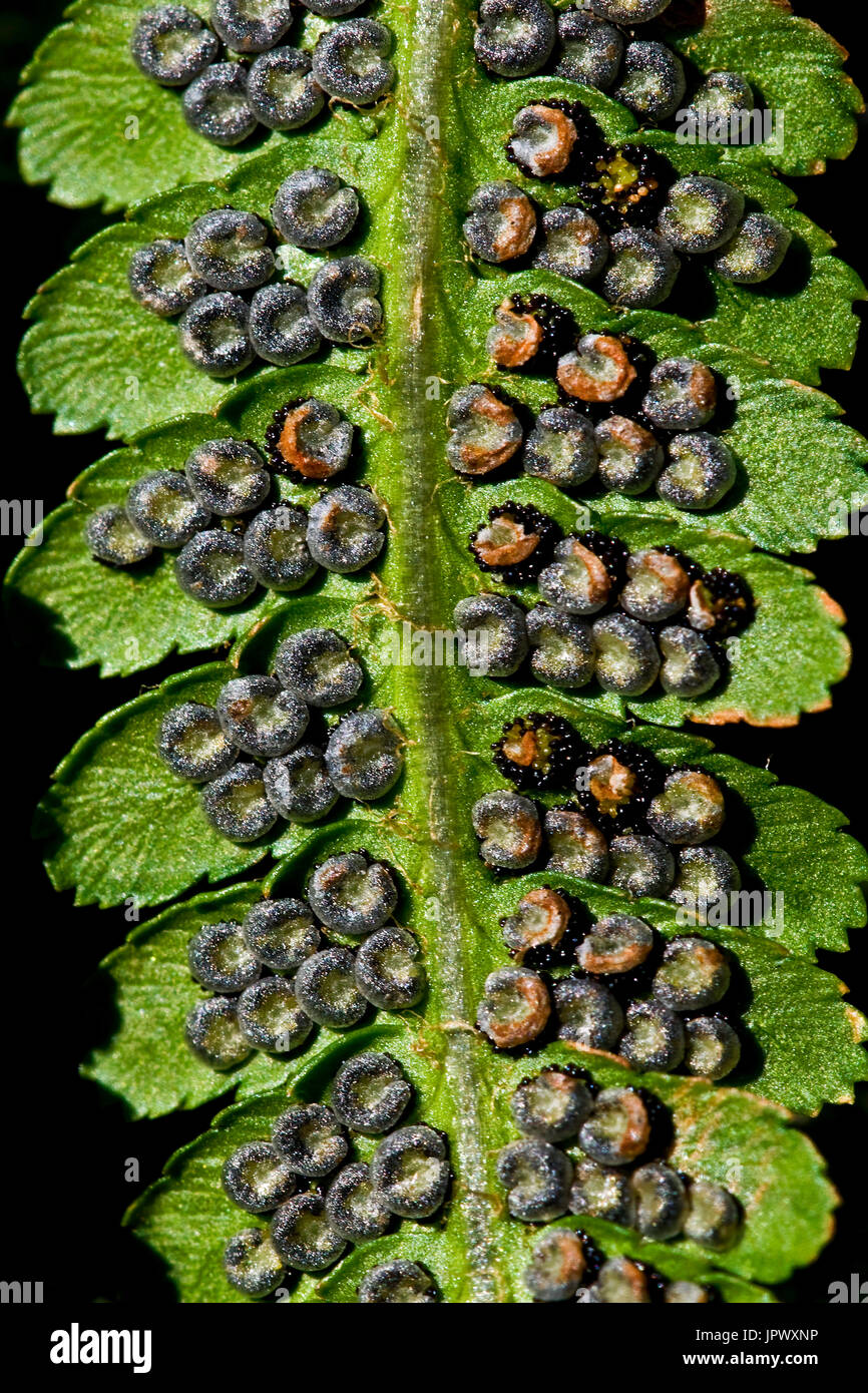 Dryopteris fern species hi-res stock photography and images - Alamy