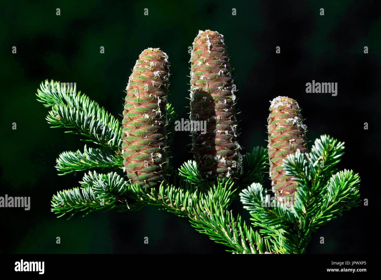 Abies Alba Cone High Resolution Stock Photography and Images - Alamy