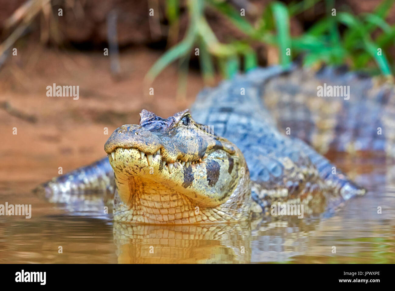 Jacare Caiman Caiman Crocodylus Yacare High Resolution Stock ...