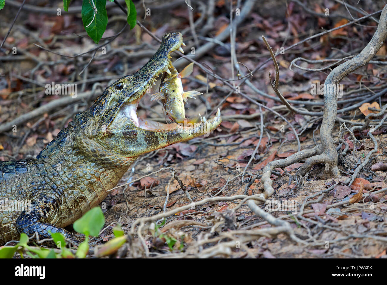 Swallowed by a fish hi-res stock photography and images - Alamy