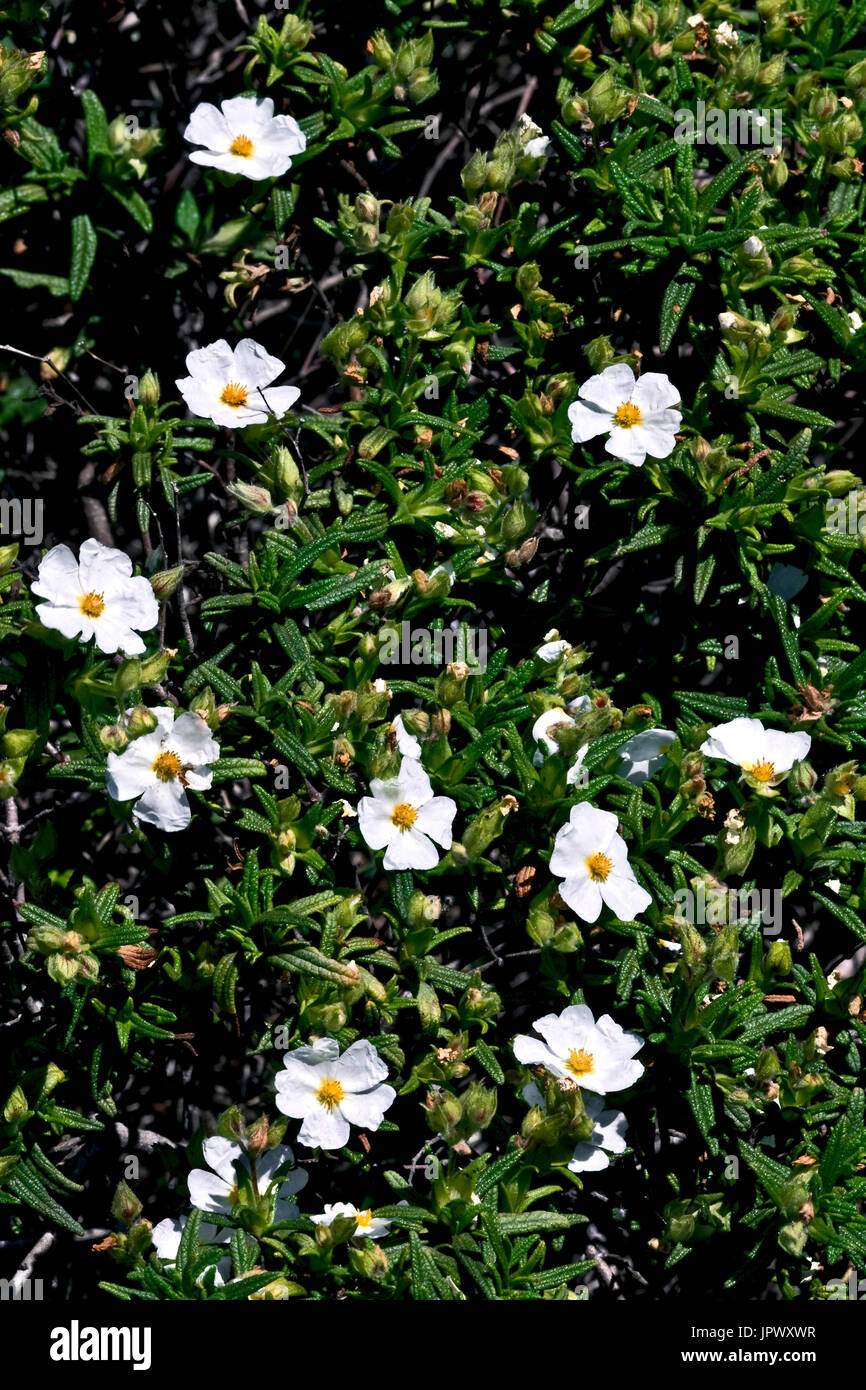Montpellier cistus in bloom - Catalonia -Spain Stock Photo - Alamy