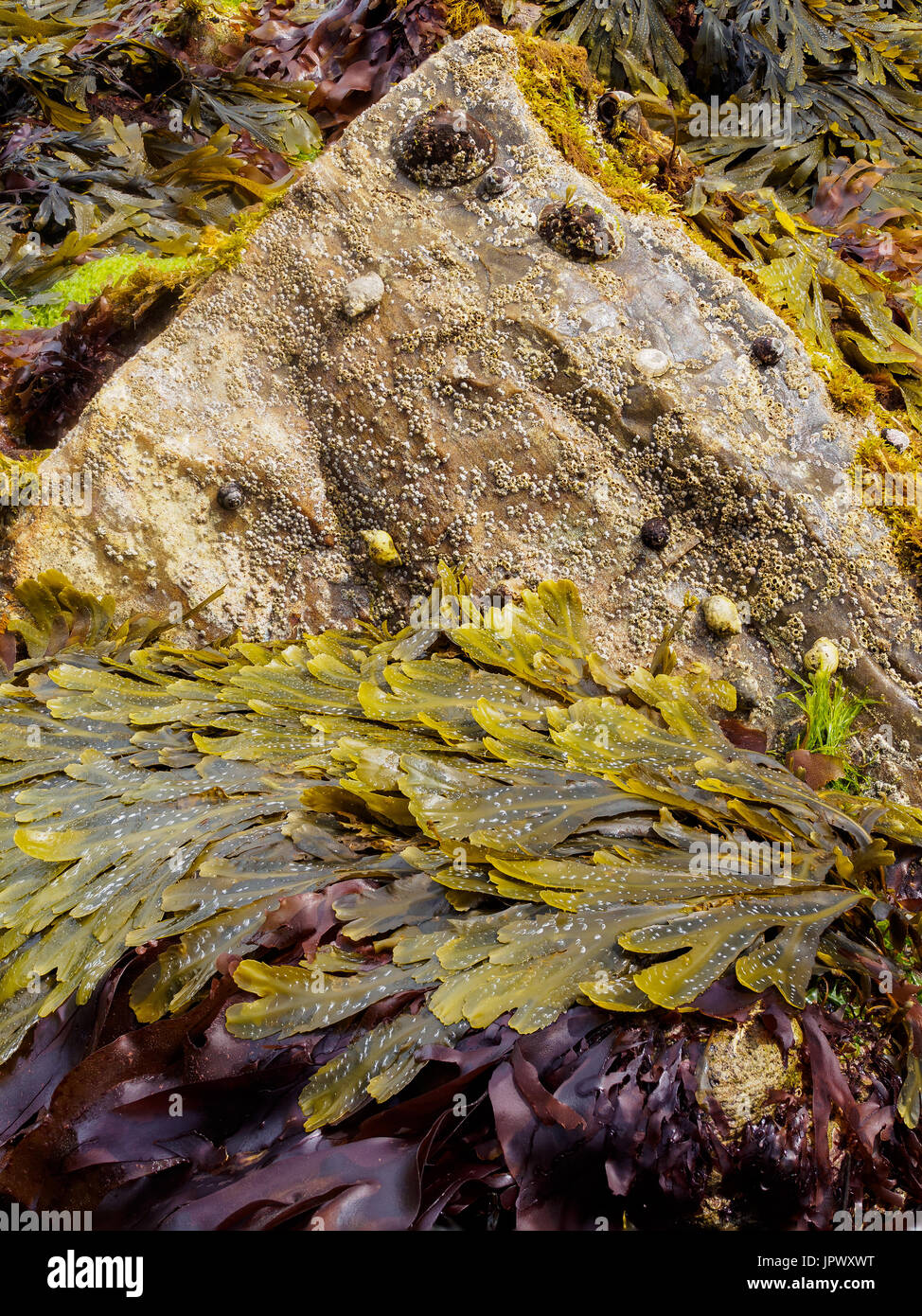 Life in rock pools hi-res stock photography and images - Alamy