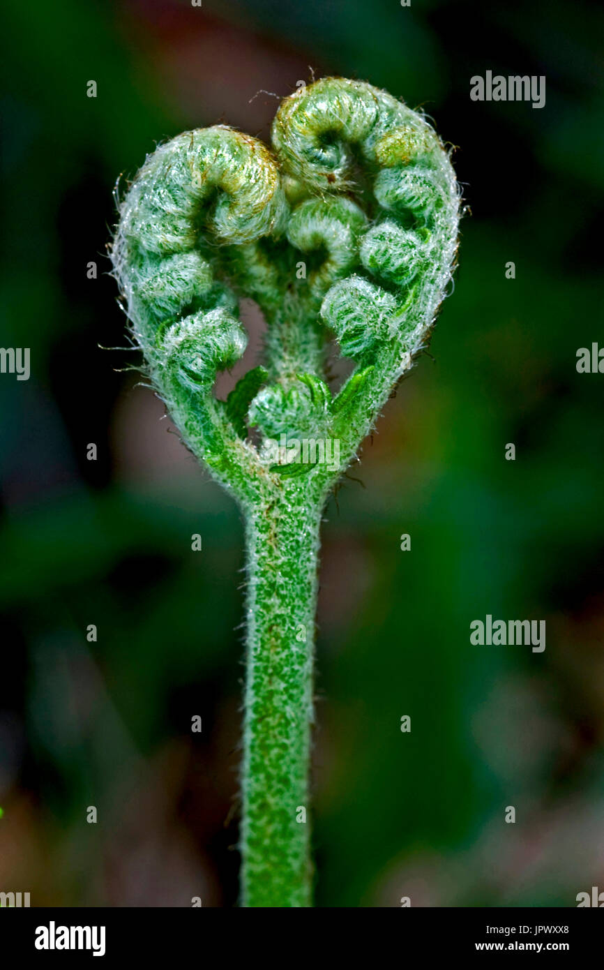 Fern eagle young leafingcoeur - Catalonia -Spain Stock Photo - Alamy
