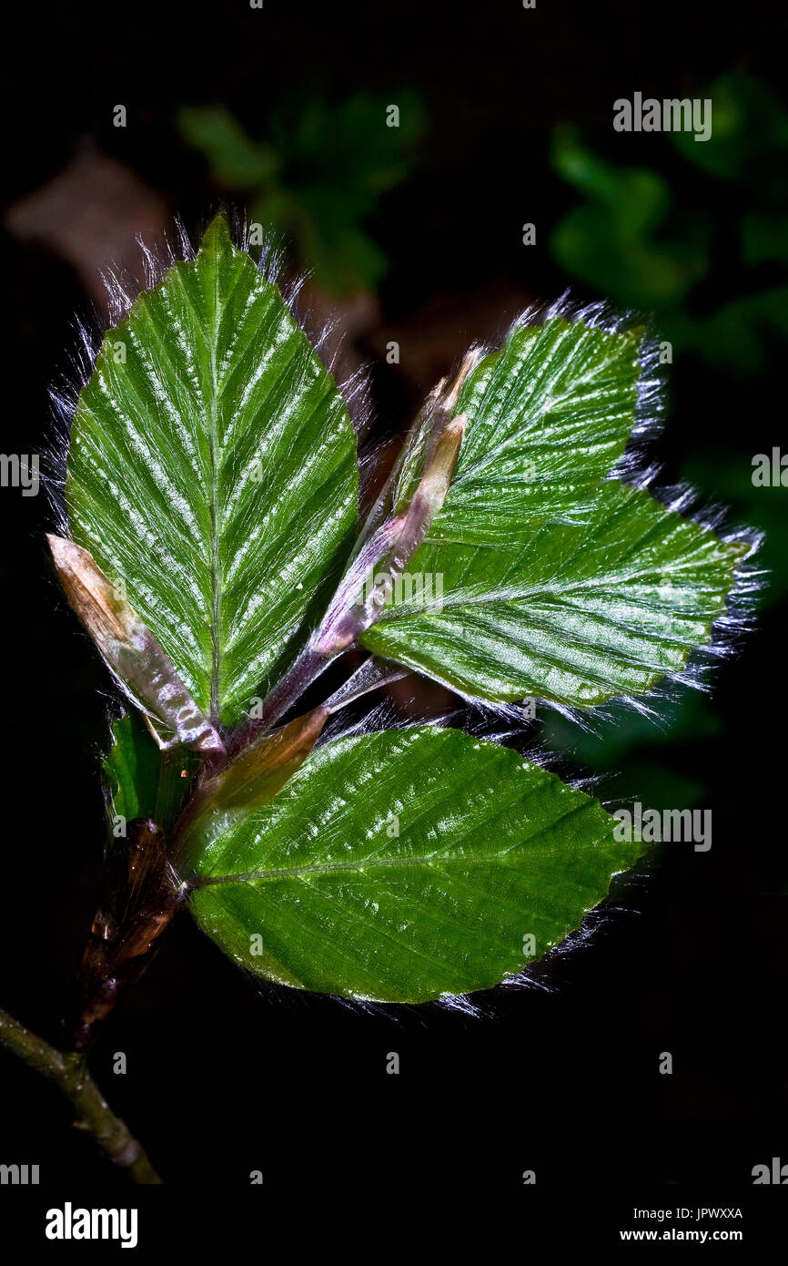 Common beech young leaves - Catalonia -Spain Stock Photo - Alamy