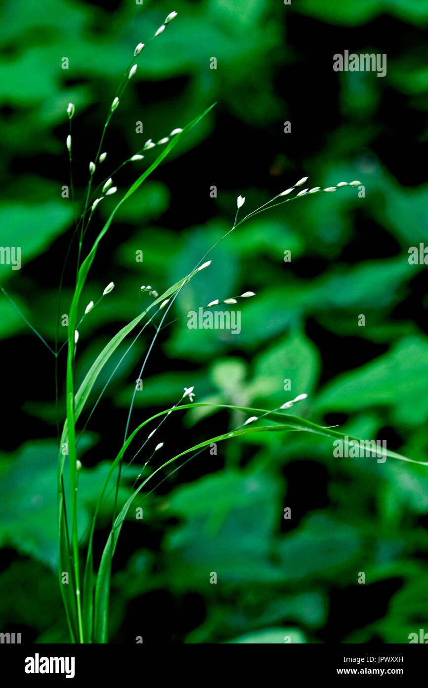 Wood melic grass hi-res stock photography and images - Alamy