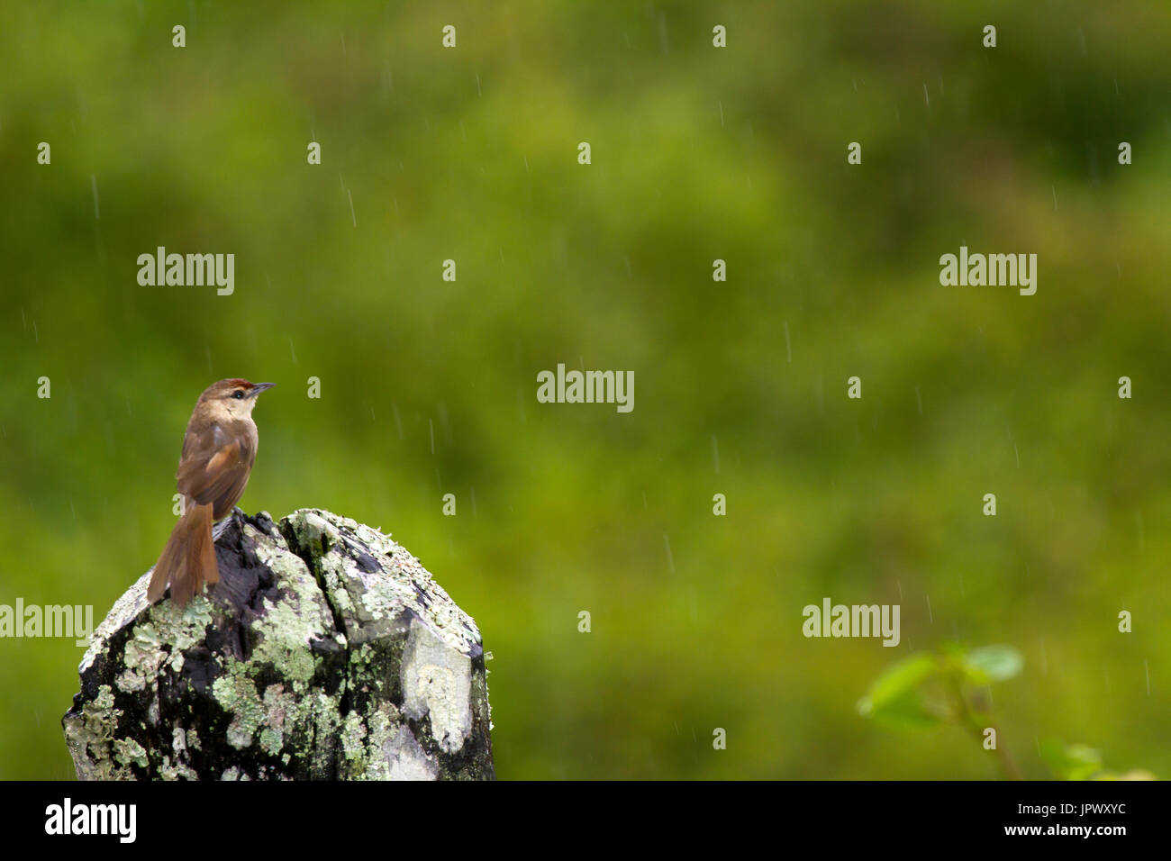 Showers forest hi-res stock photography and images - Alamy
