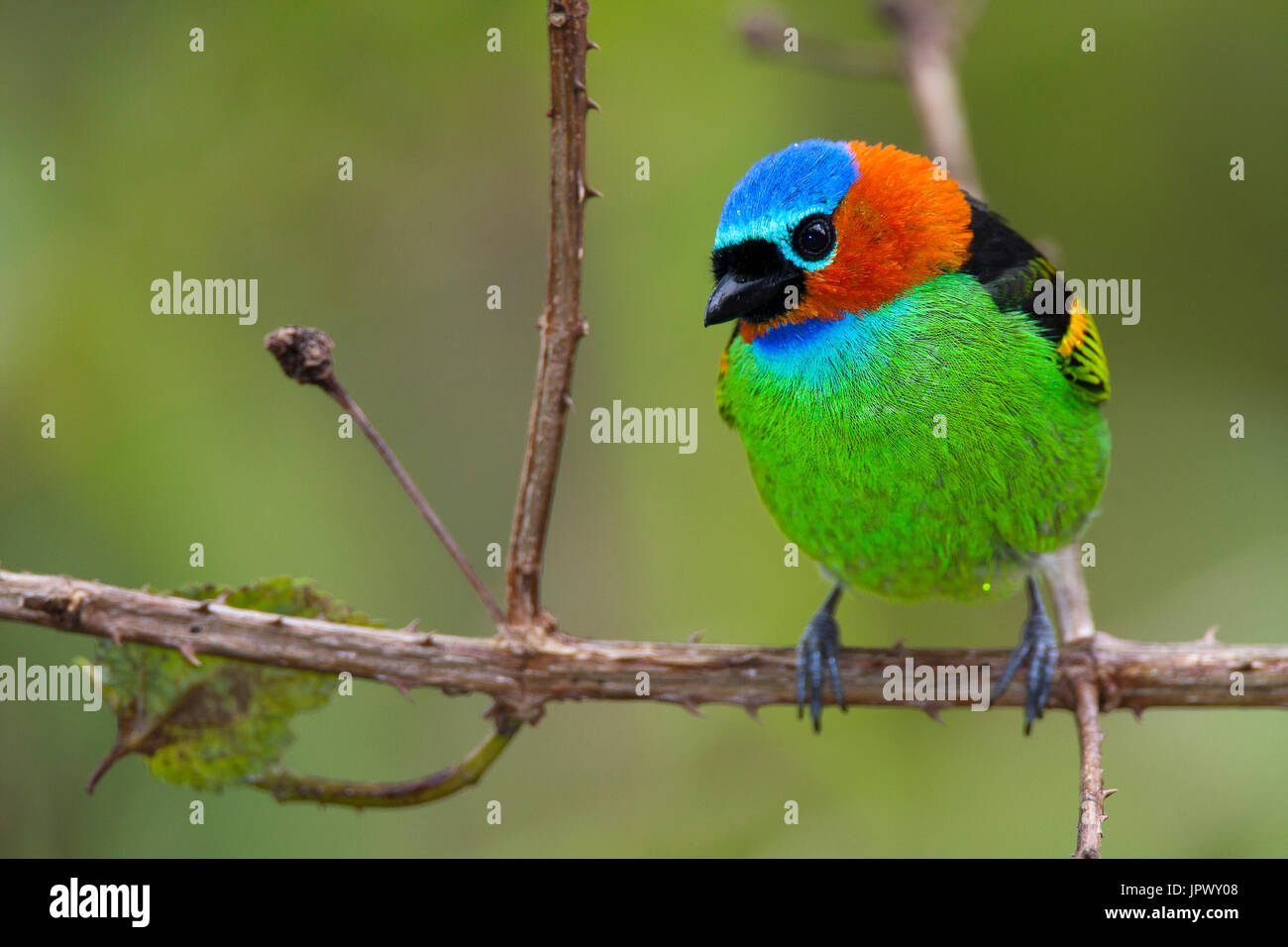 Red-necked Tanager on a branch - Atlantic forest Brazil Stock Photo - Alamy