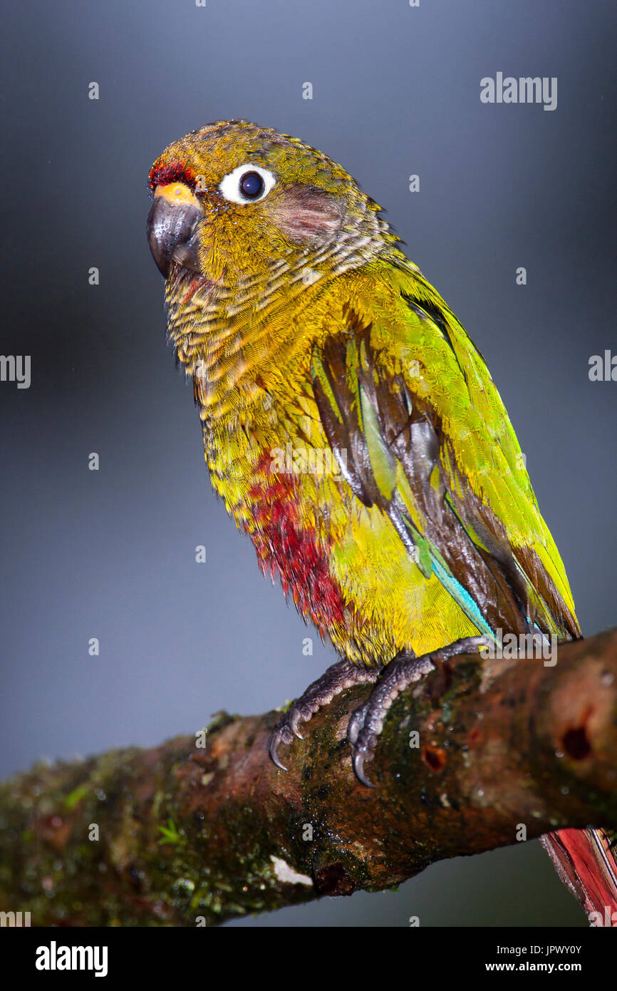 Maroon-bellied Parakeet on branch - Atlantic forest Brazil Stock Photo ...