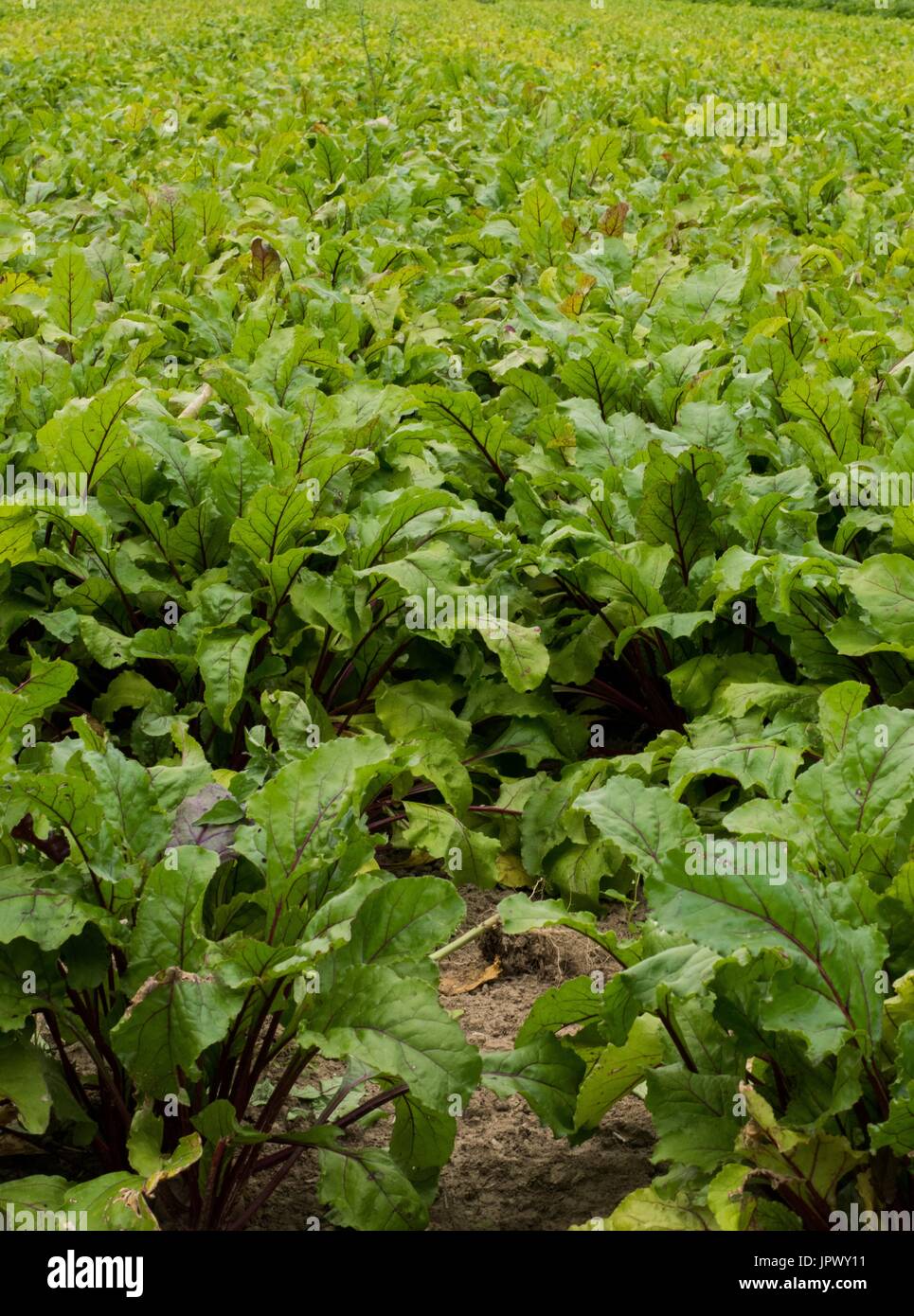 Red beet plants Stock Photo - Alamy