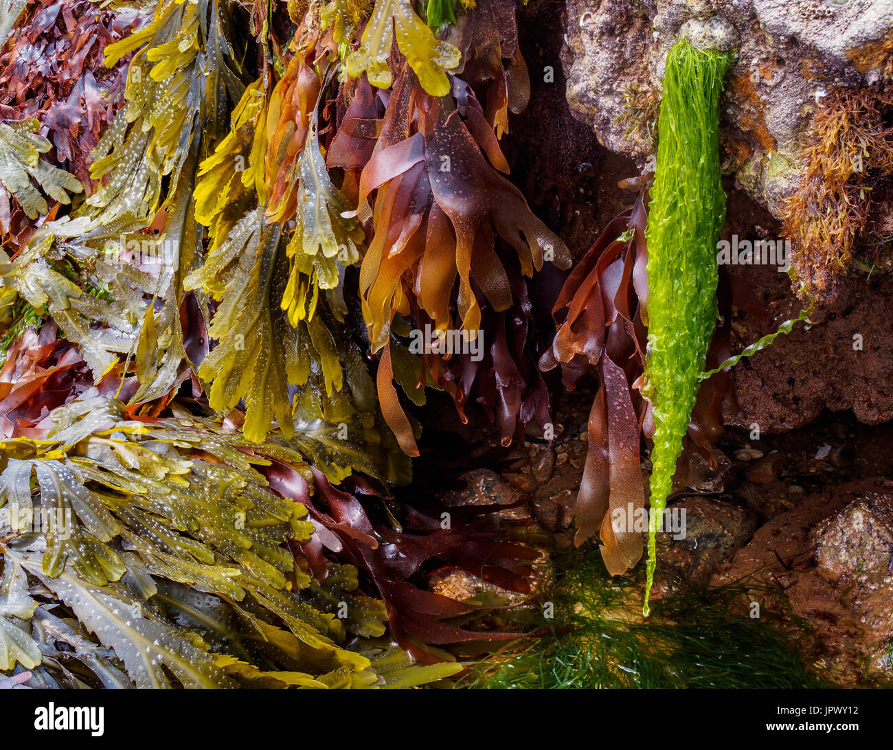 Marine life in the rock pools hi-res stock photography and images - Alamy