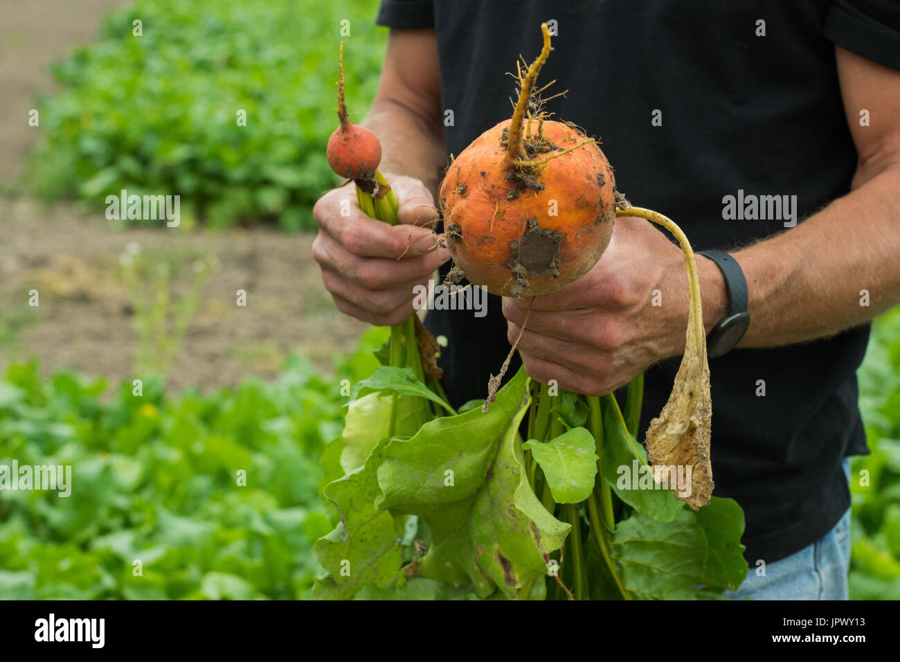 Beetroot yellow hi-res stock photography and images - Alamy
