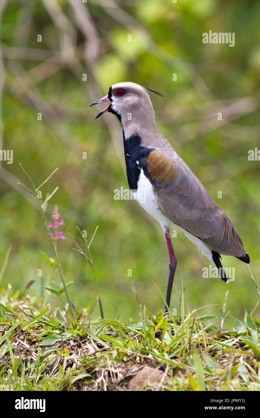 Southern lapwings vanellus chilensis hi-res stock photography and images - Alamy
