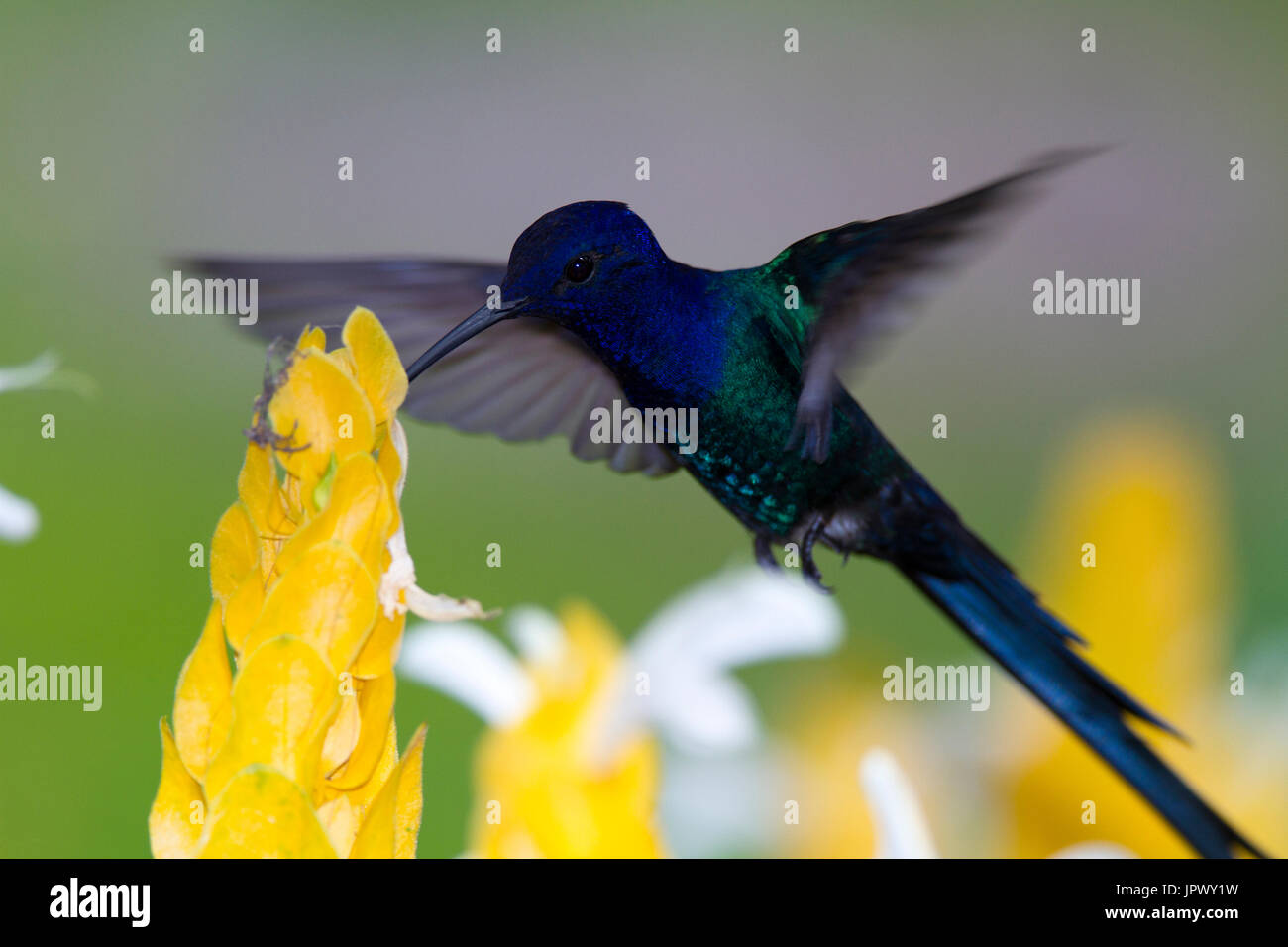 Swallow-tailed hummingbird - Chapada Diamantina Brazil Stock Photo - Alamy