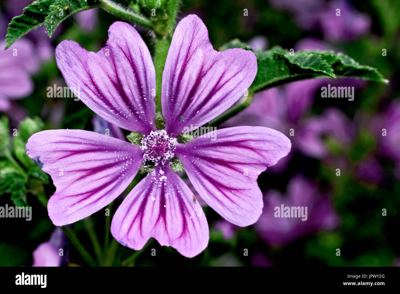 Common mallow in bloom - Catalonia - Spain Stock Photo - Alamy