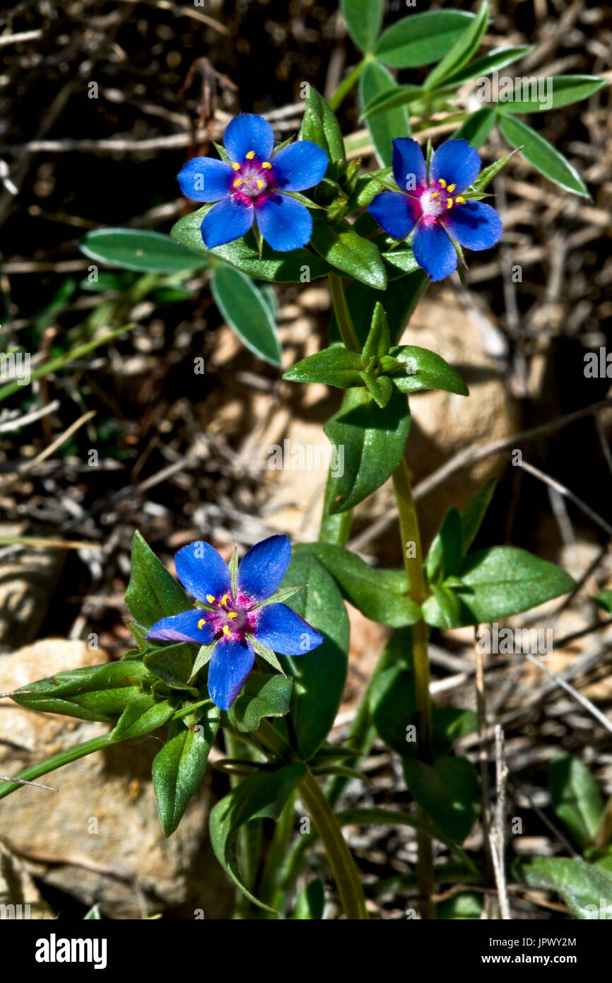 Scarlet pimpernel in bloom - Catalonia - Spain Stock Photo - Alamy
