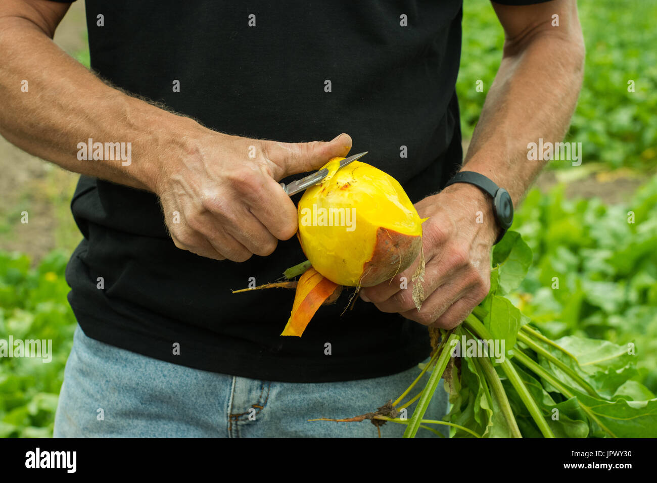Beetroot yellow hi-res stock photography and images - Alamy