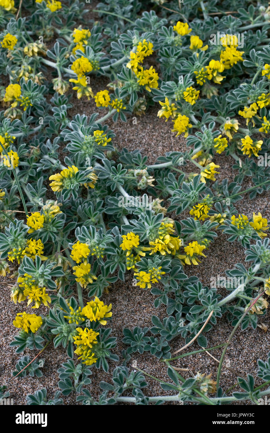 Sea Medick in bloom - Catalonia - Spain Stock Photo - Alamy