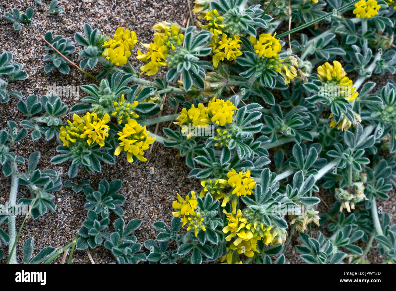 Sea Medick in bloom - Catalonia - Spain Stock Photo - Alamy