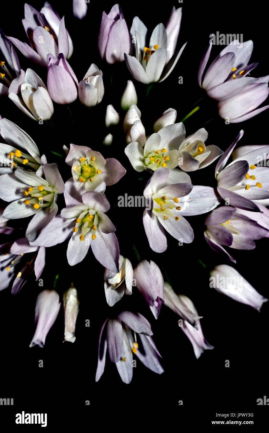 Pink garlic in bloom - Catalonia - Spain Stock Photo - Alamy